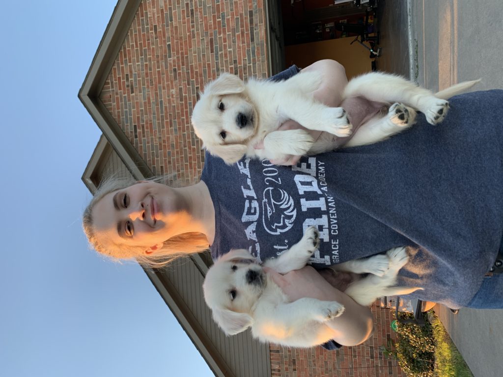 Hugging English Retriever Puppies | Red-Dawn Golden Retrievers